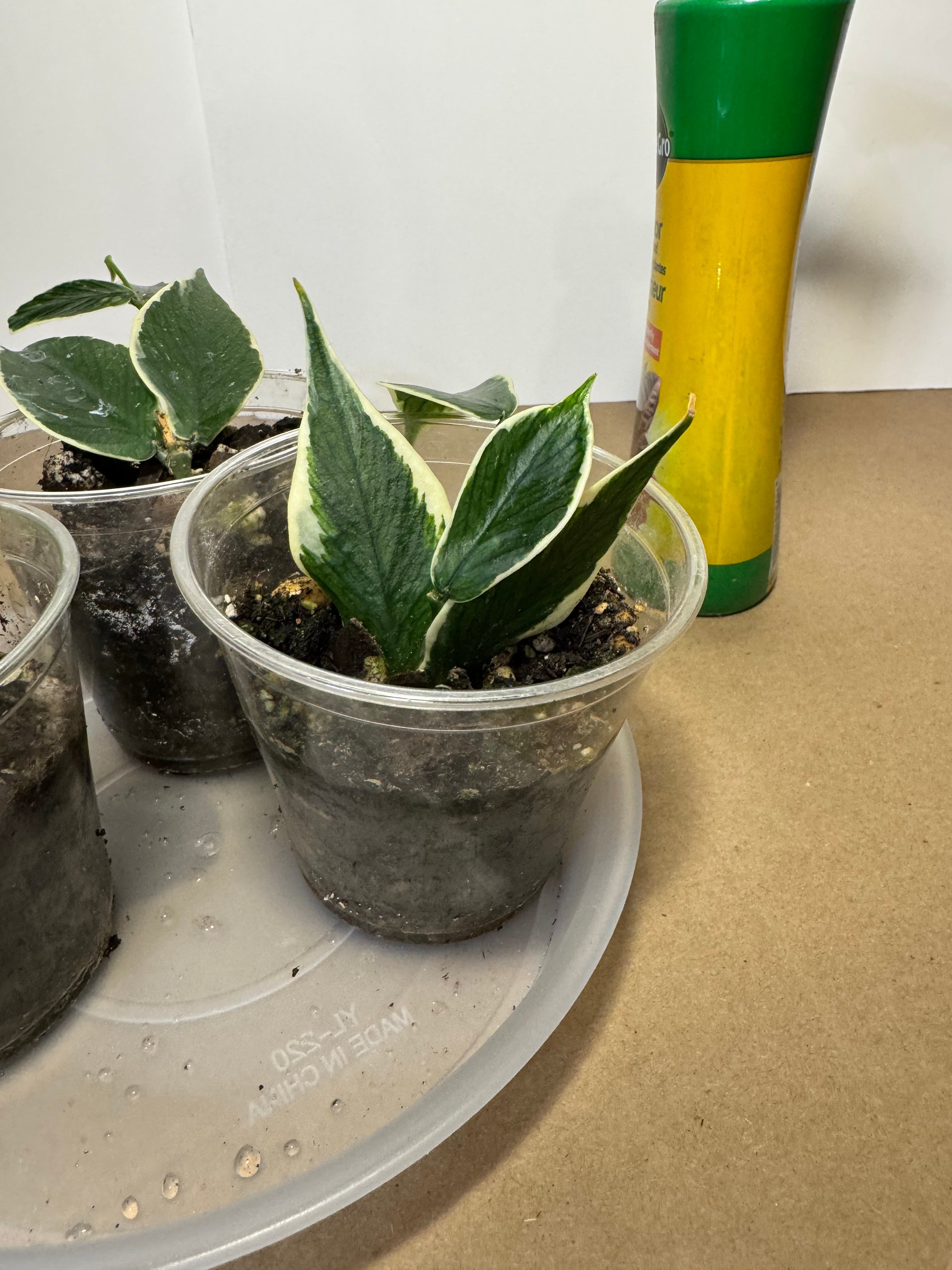 Hoya polyneura variegated fishtail hoya *Multiple Available Random Sel ...