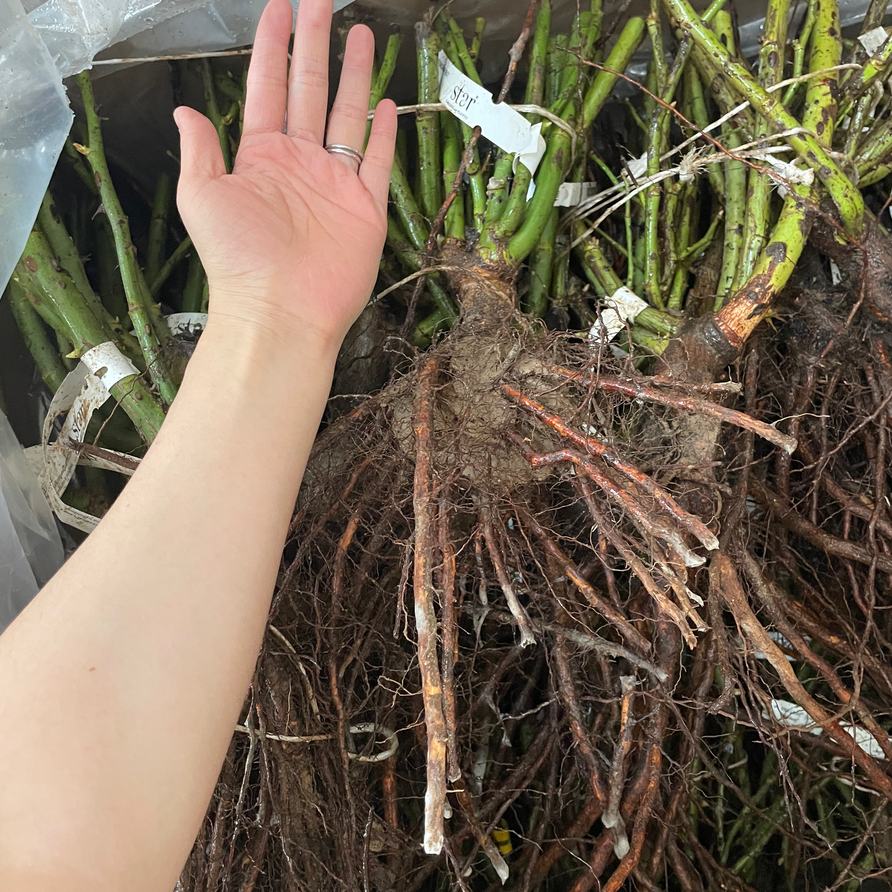 Aroids Only - Rare Plants in Canada